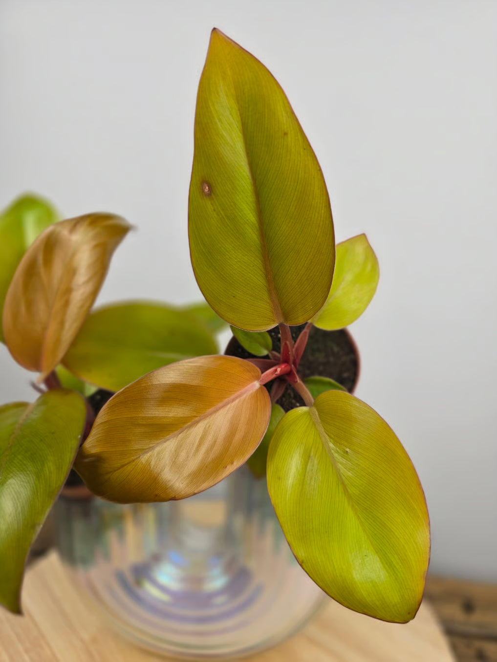 Philodendron 'Mars' – Blattmanufaktur