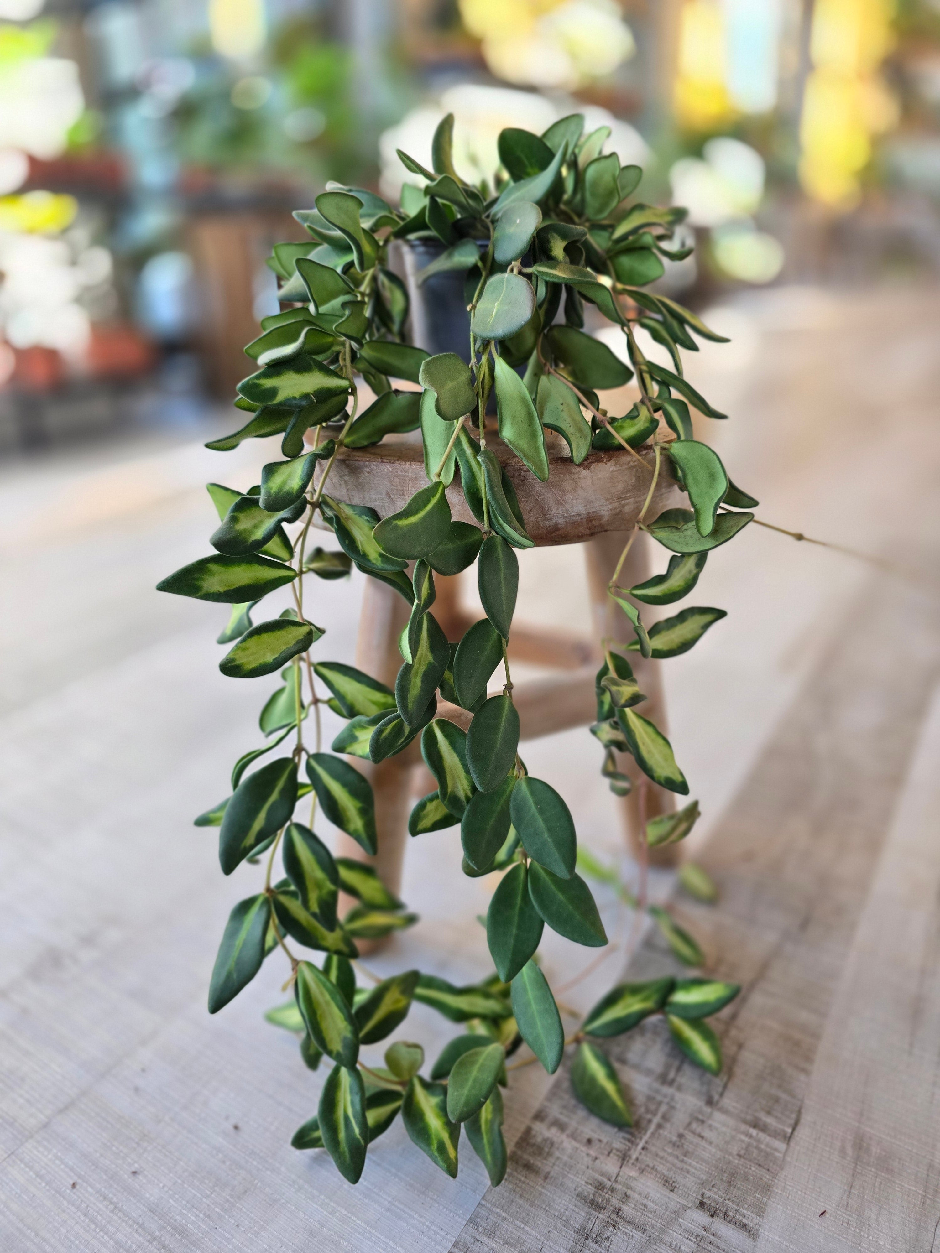 Hoya 'DS-70 Variegata' – Blattmanufaktur