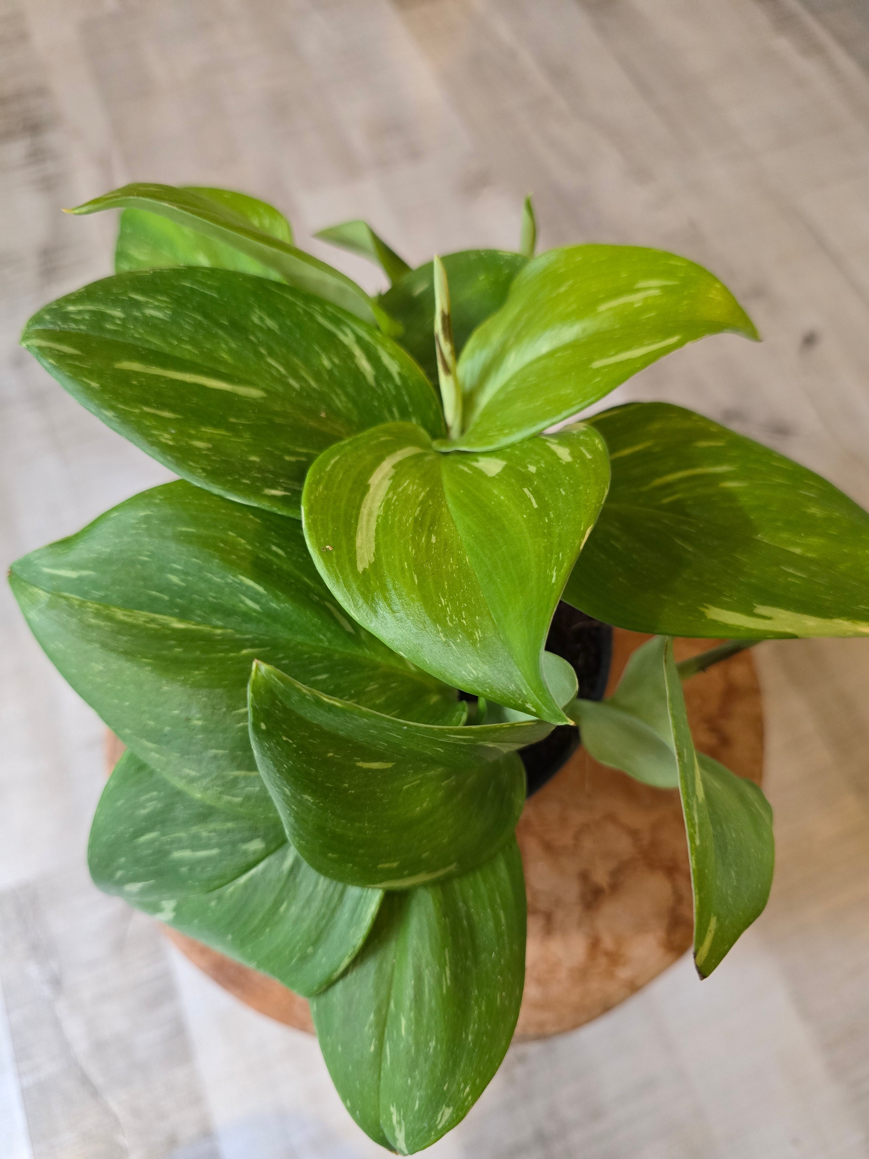 Scindapsus 'Rubicon' – Blattmanufaktur